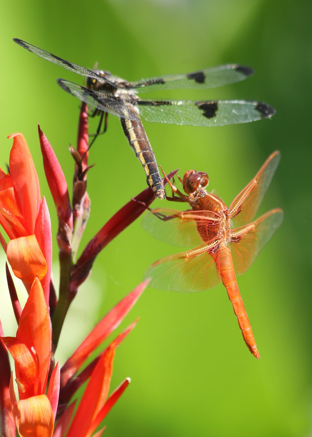 dragonflies on cana | Smithsonian Photo Contest | Smithsonian Magazine