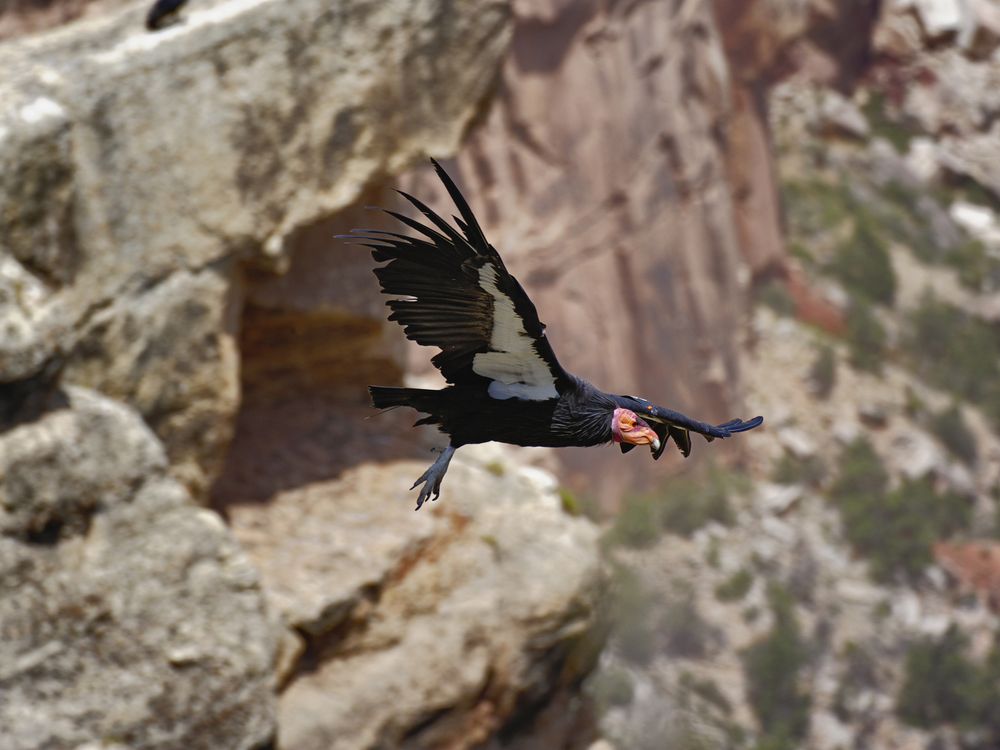 Meet Milagra, a Rare Condor Rescued as an Egg and Newly Released Back ...