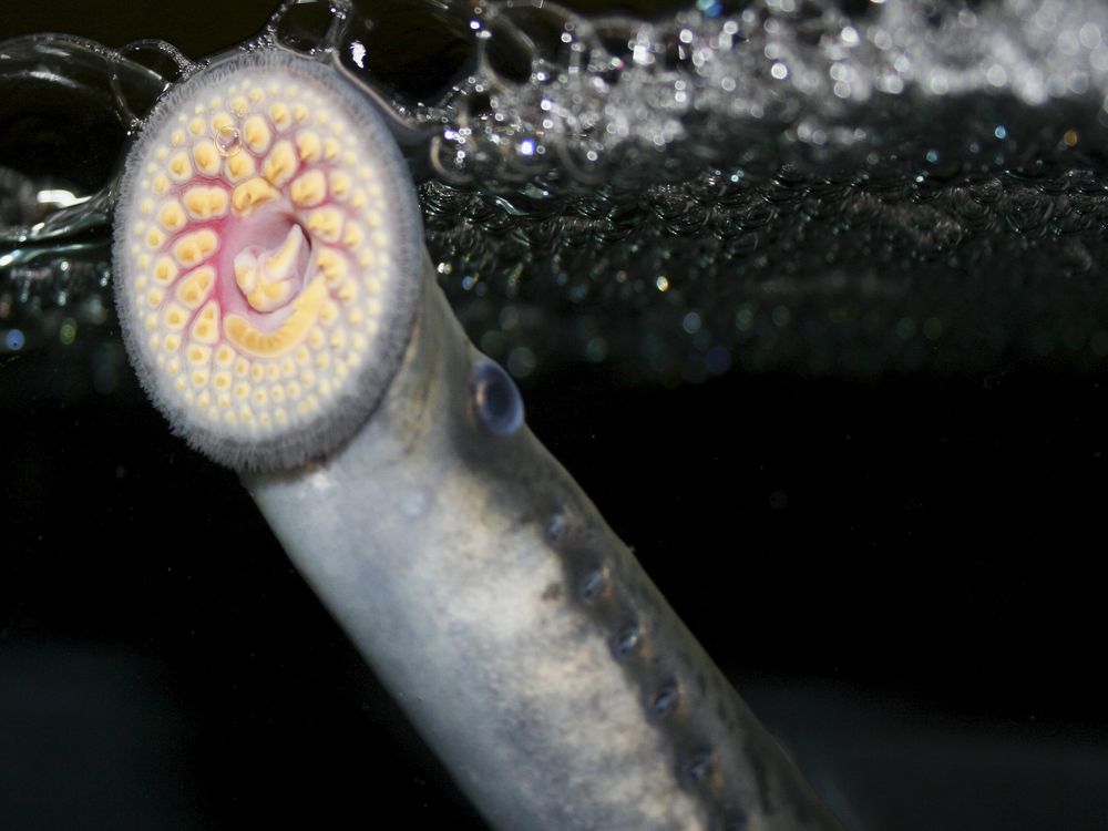 Bloodsucking Sea Lampreys Made a Comeback in the Great Lakes During Covid
