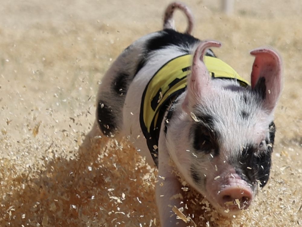 Pig Races | Smithsonian Photo Contest | Smithsonian Magazine