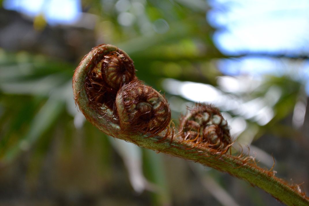Fern Unfolding | Smithsonian Photo Contest | Smithsonian Magazine