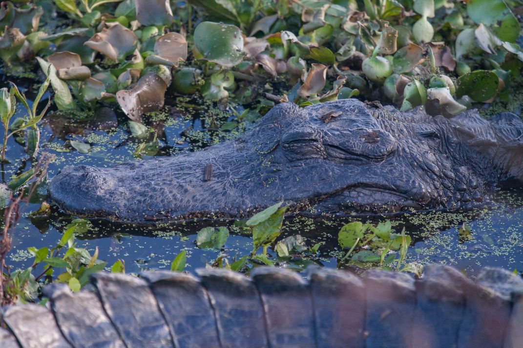 Alligators at Paynes Prairie Preserve State Park | Smithsonian Photo ...