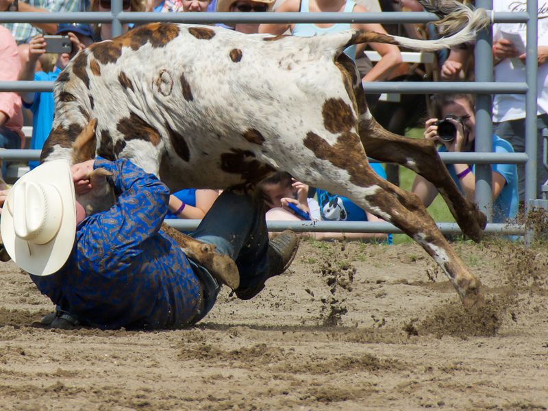 Taking the Bull by the Horns | Smithsonian Photo Contest | Smithsonian ...