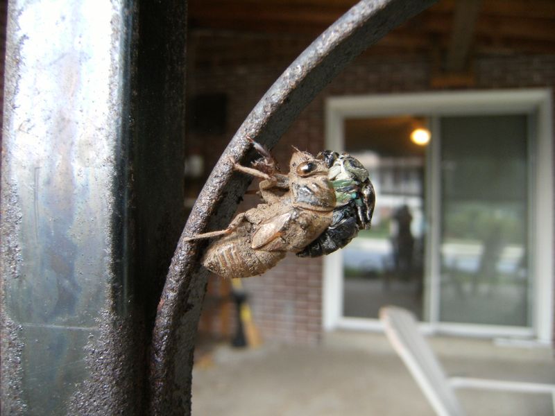 This image is of a Locust emerging from its shell, taken in my backyard ...