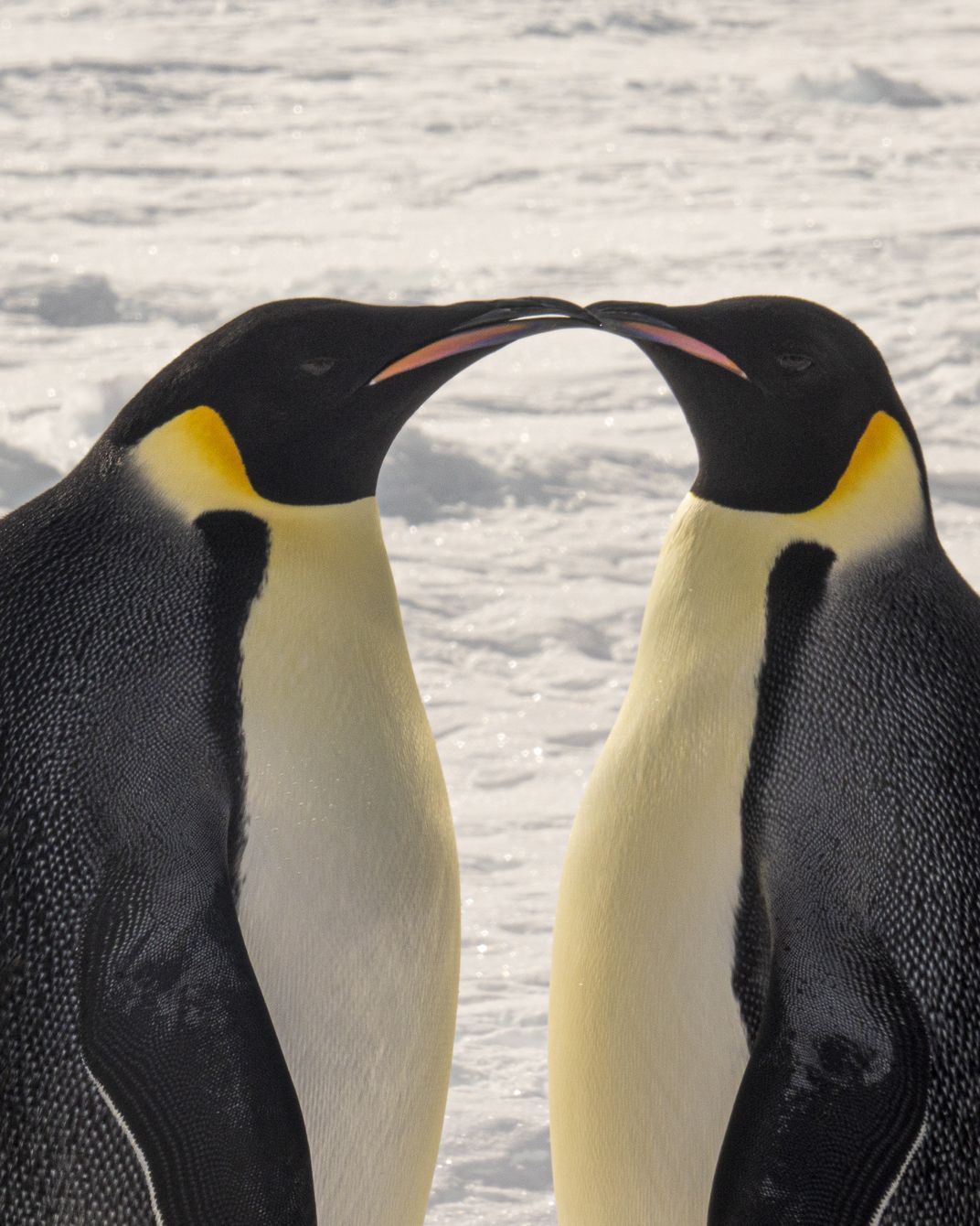Emperor Penguins Mating Rituals
