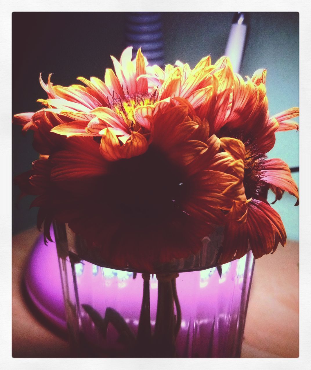 flower power | Smithsonian Photo Contest | Smithsonian Magazine