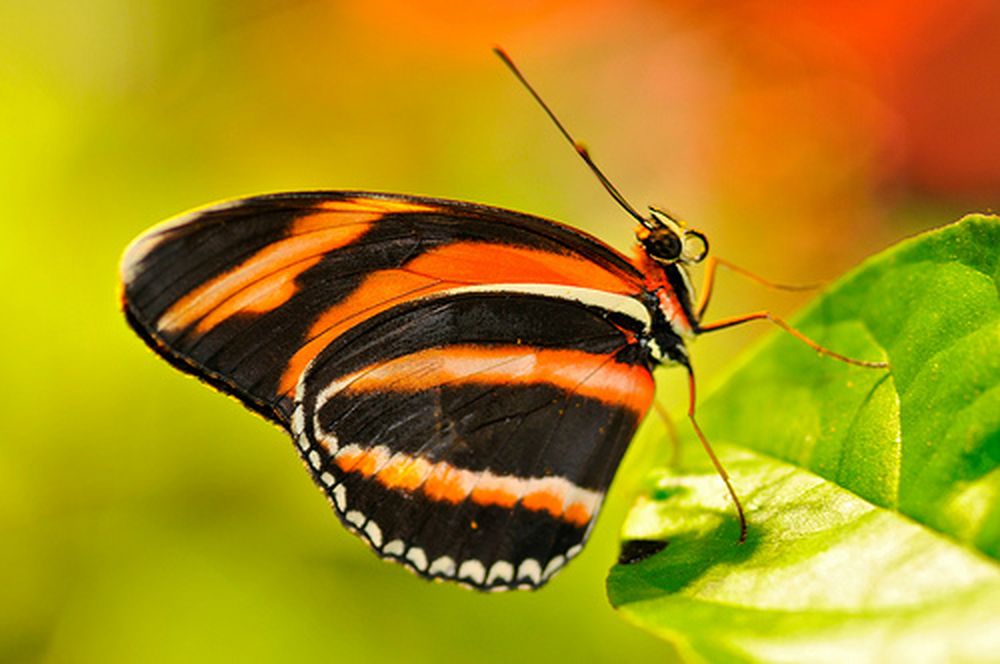 The List- Five Must-See Butterfly Spots Around the Mall