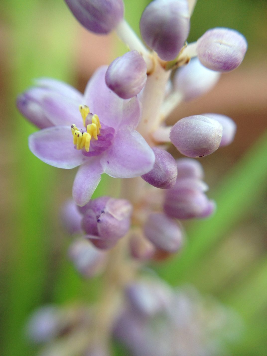 Liriope Flower | Smithsonian Photo Contest | Smithsonian Magazine