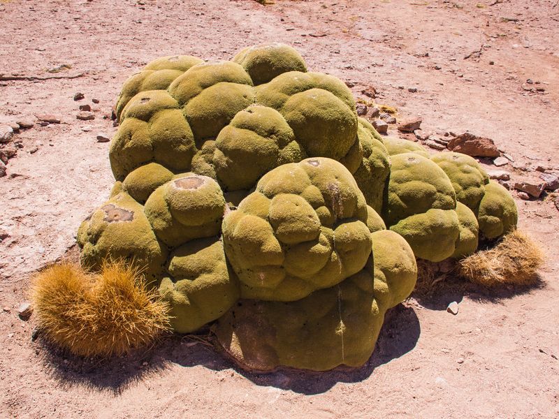 Alien on the desert | Smithsonian Photo Contest | Smithsonian Magazine