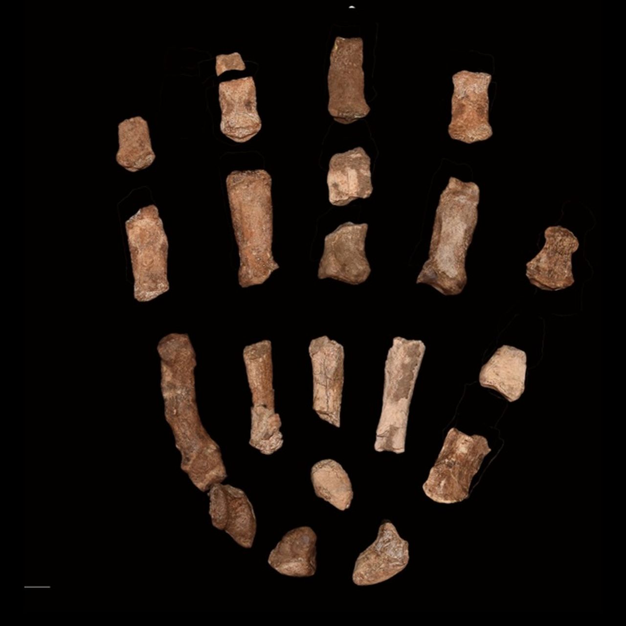 paleolithic technology and human evolution