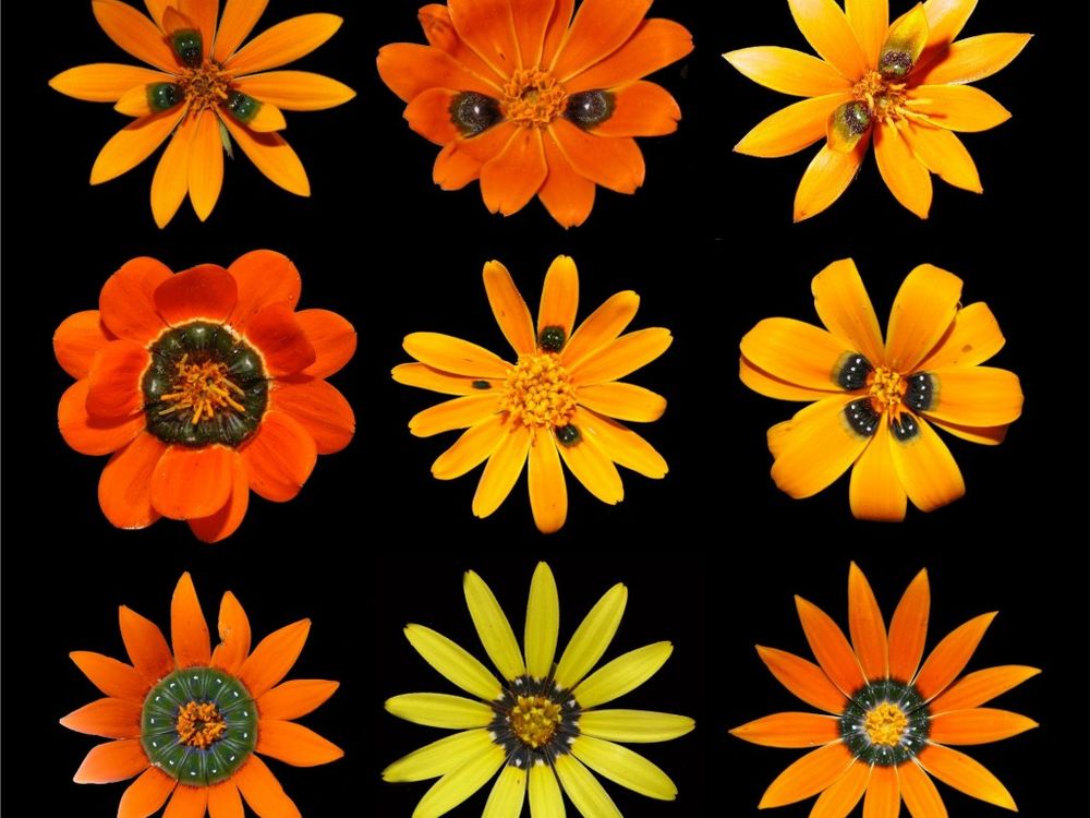 Picture of the Week: Daisy Wears Spots, Woos Pollinators