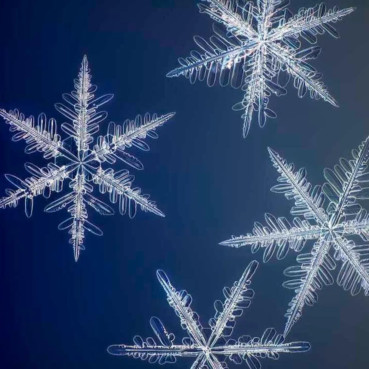 Real Snowflakes Background