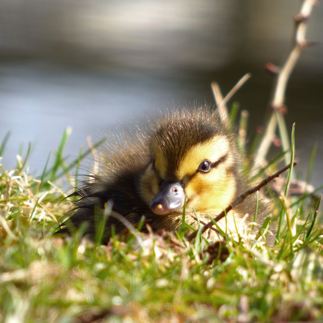 Spring Duckling | Smithsonian Photo Contest | Smithsonian Magazine