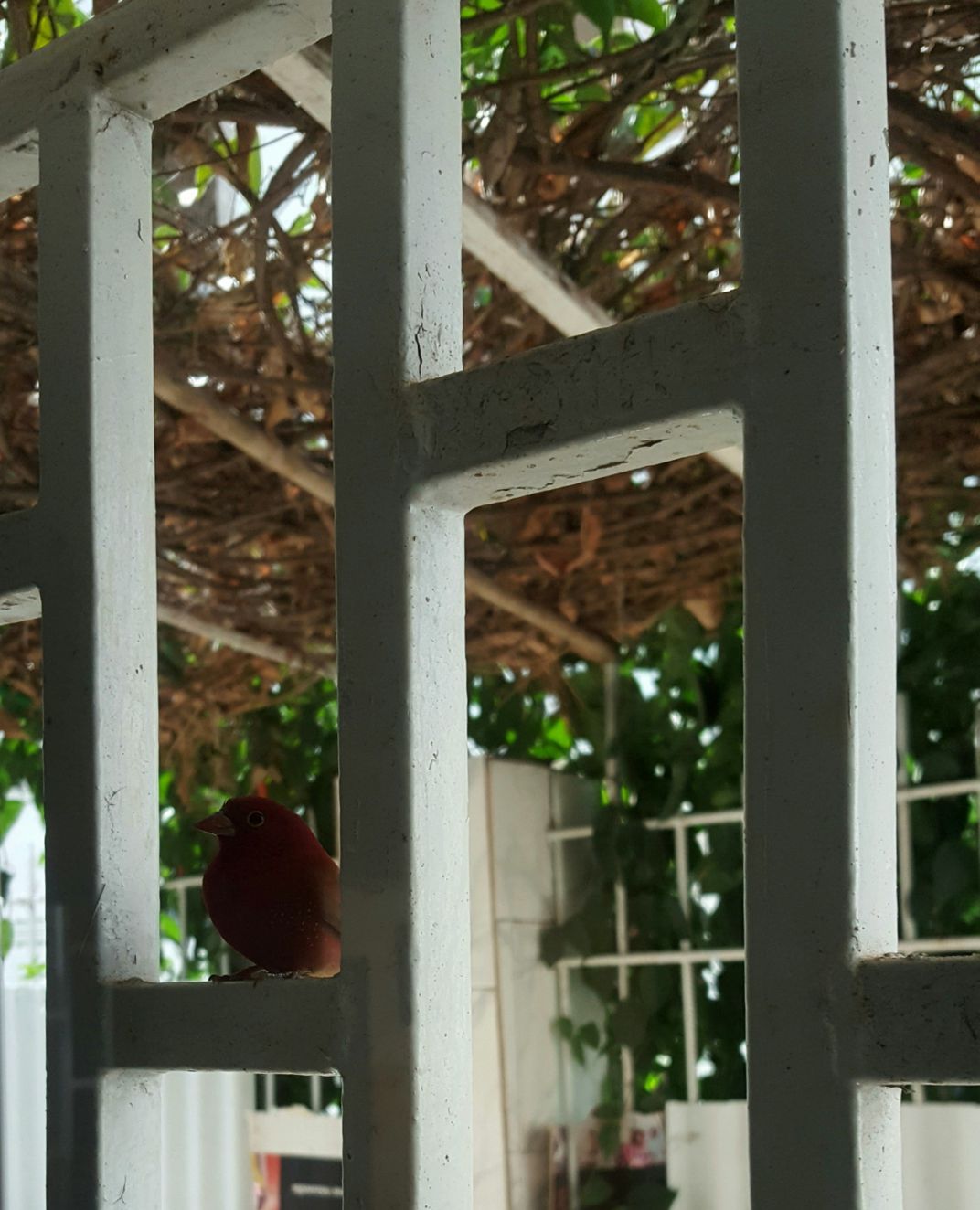 The red bird behind the glass. | Smithsonian Photo Contest ...