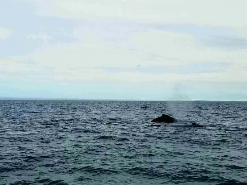 Two whales swimming off Cape Cod Bay | Smithsonian Photo Contest ...