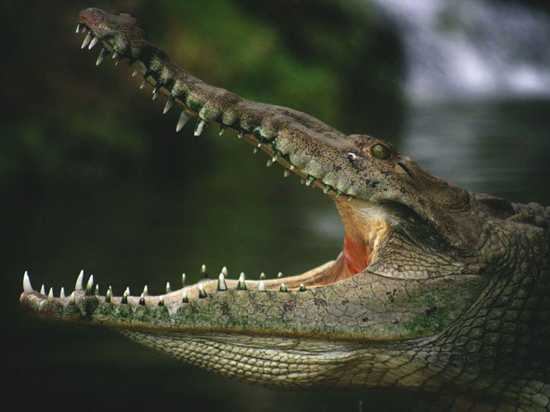 A wild crocodile while on a volcano in Costa Rica | Smithsonian Photo ...