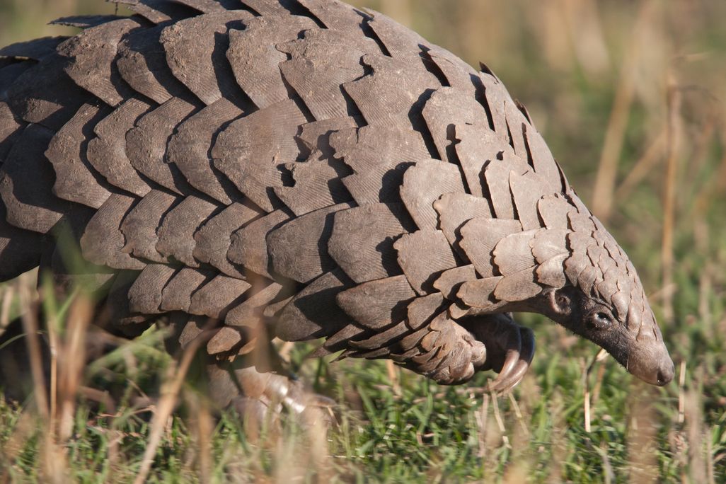 pangolin bbc