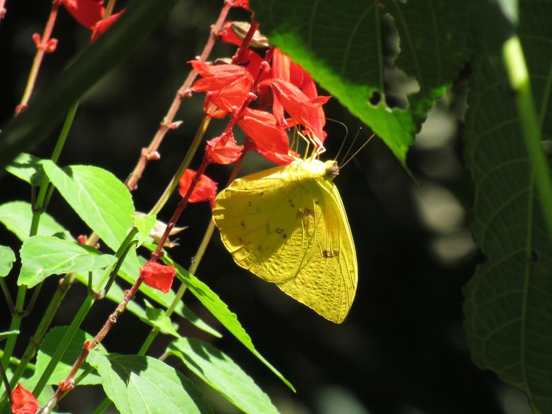 Yellow butterfly | Smithsonian Photo Contest | Smithsonian Magazine