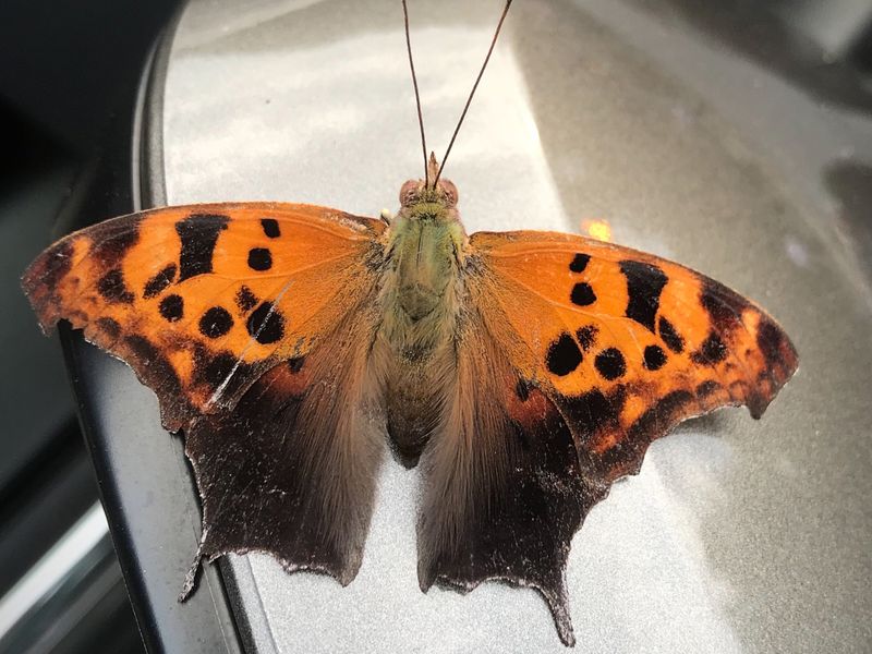 Question Mark butterfly | Smithsonian Photo Contest | Smithsonian Magazine