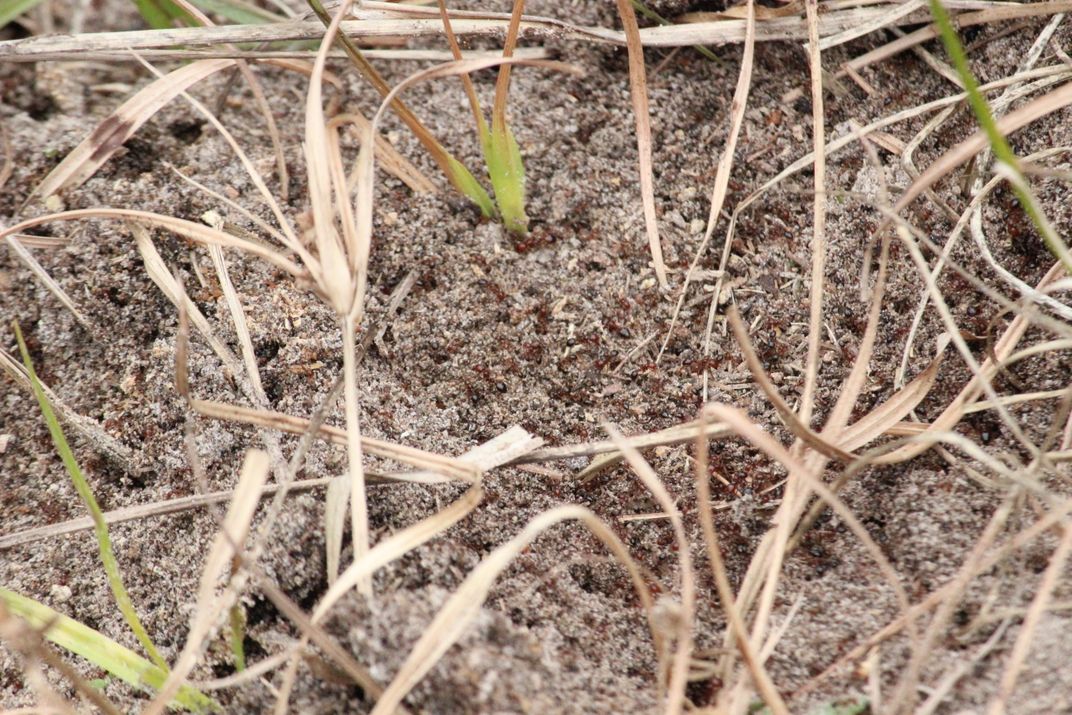 The Ants Go Marching | Smithsonian Photo Contest | Smithsonian Magazine