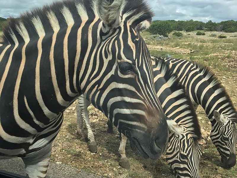 Zebras eating | Smithsonian Photo Contest | Smithsonian Magazine