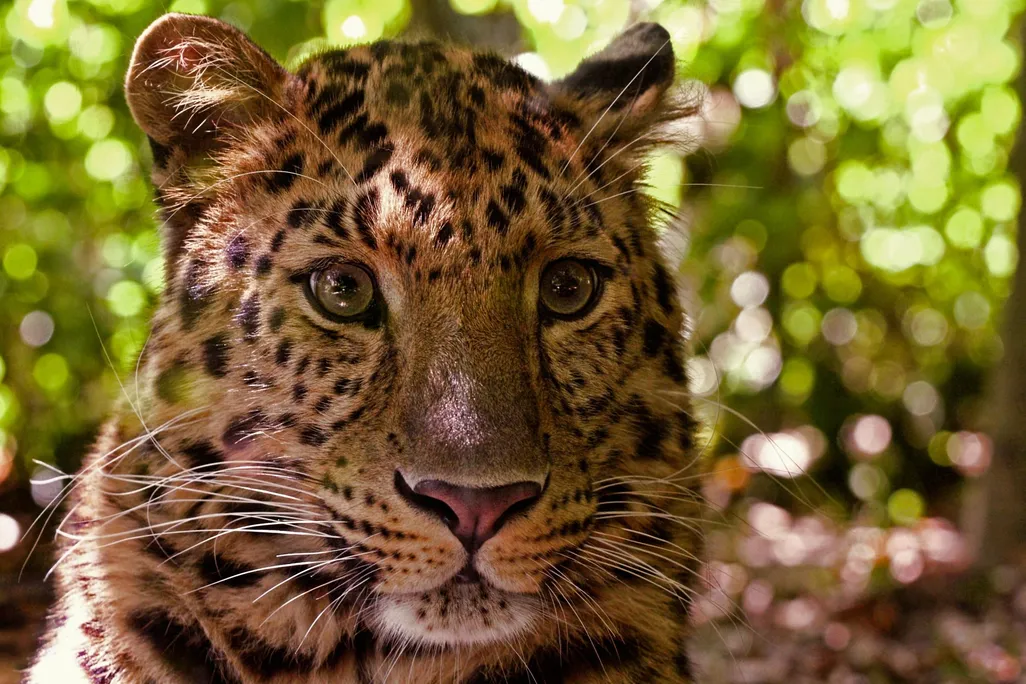 amur leopard population