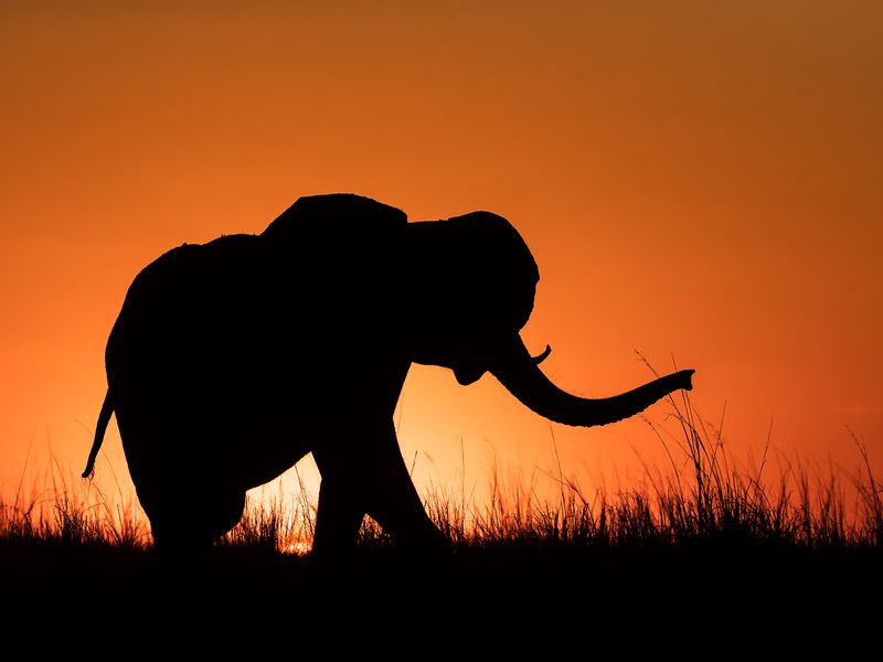 An Elephant Sunset | Smithsonian Photo Contest | Smithsonian Magazine