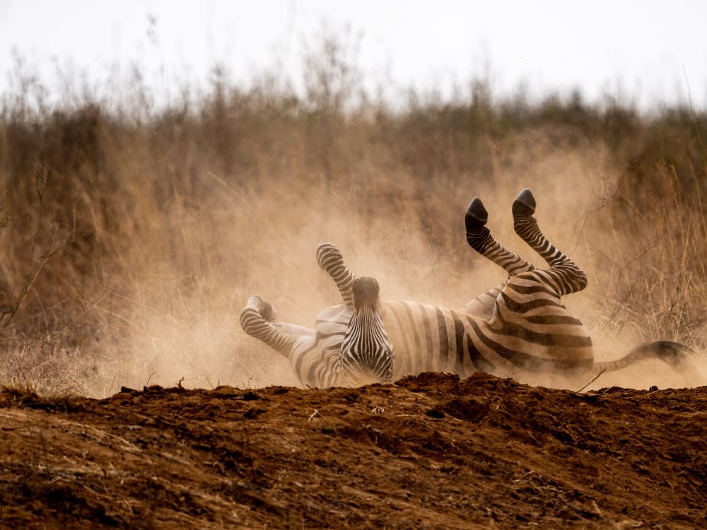 Scratchy Scratch | Smithsonian Photo Contest | Smithsonian Magazine