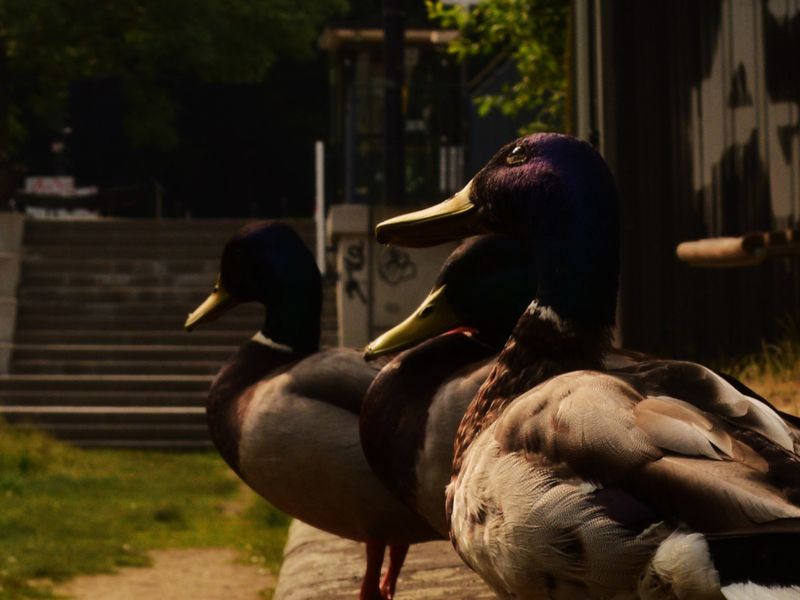 Thinking duck | Smithsonian Photo Contest | Smithsonian Magazine