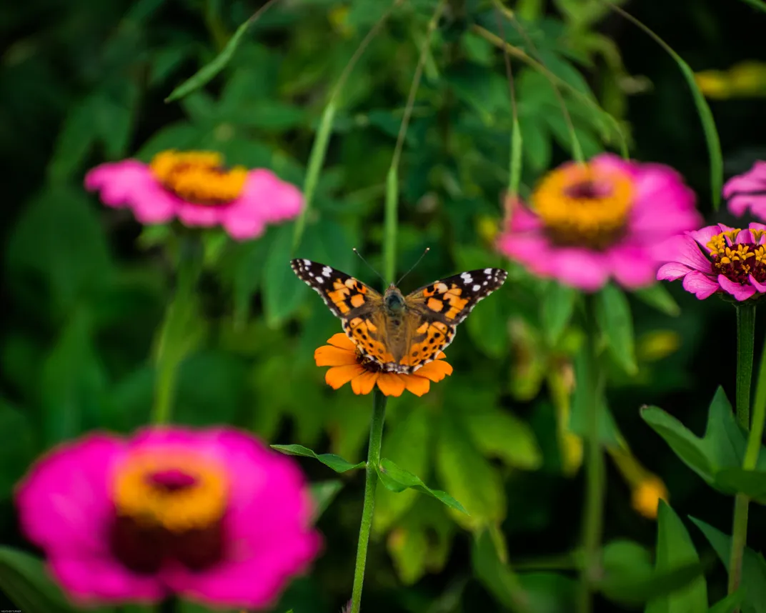 Butterfly in the garden | Smithsonian Photo Contest | Smithsonian Magazine