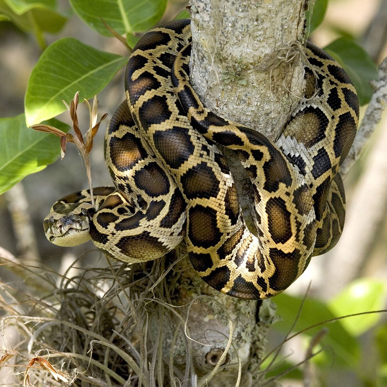 burmese python skeleton
