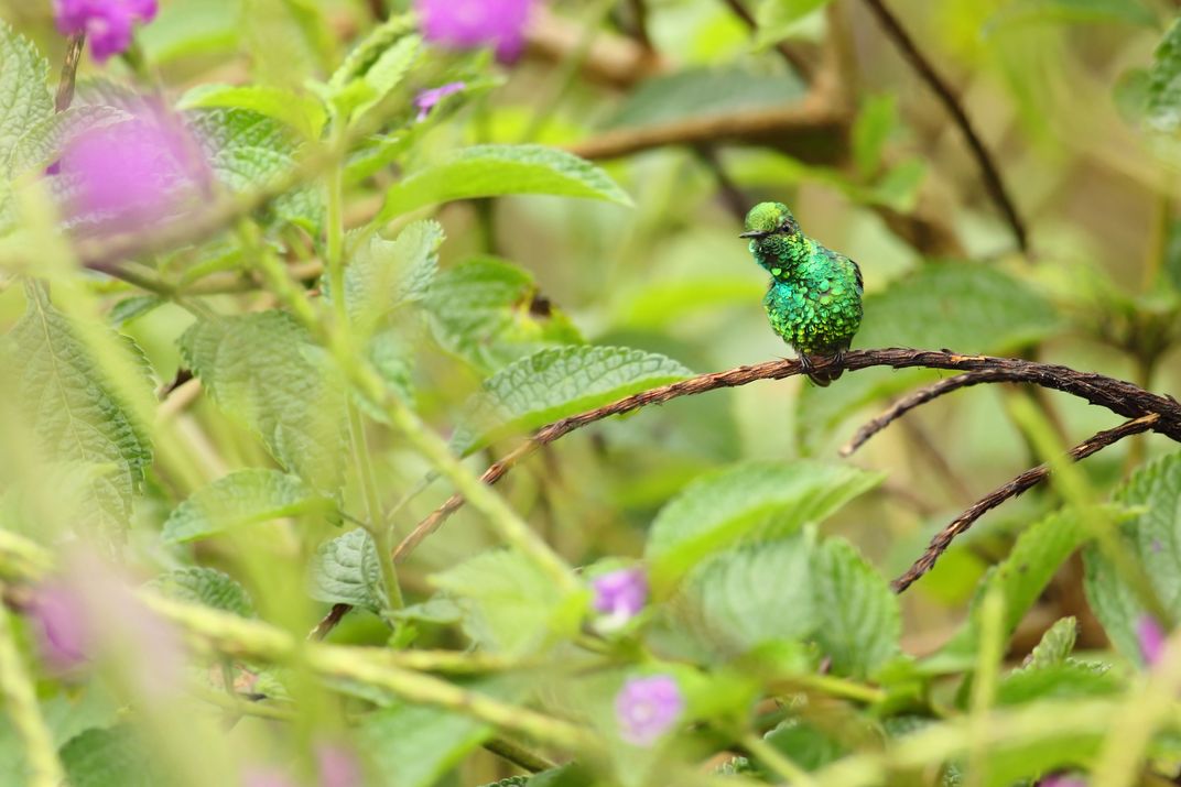 The Spectacular Garden Emerald | Smithsonian Photo Contest ...