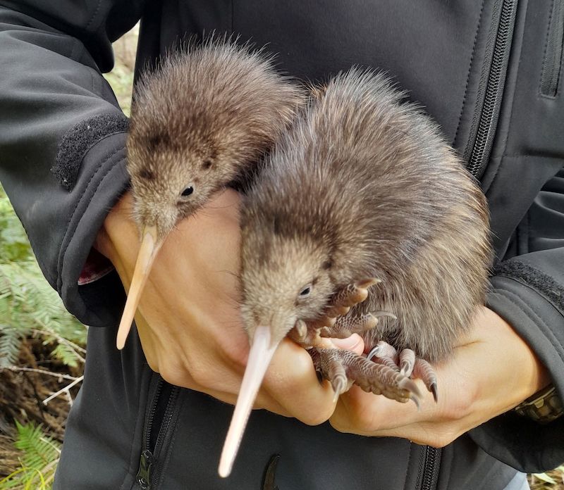 Kiwi Animal The Kiwi: Endangered New Zealand Icon By Matt Elliott