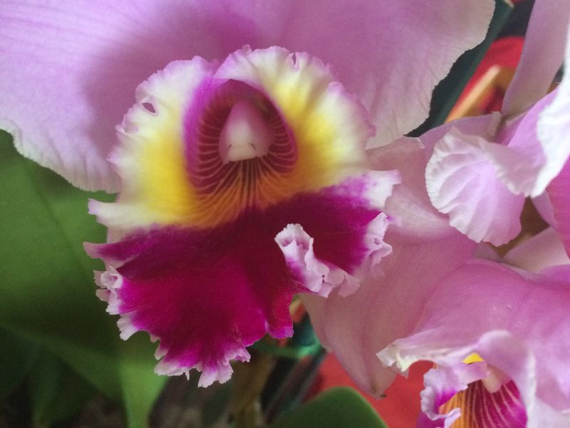 Catalaya orchid | Smithsonian Photo Contest | Smithsonian Magazine