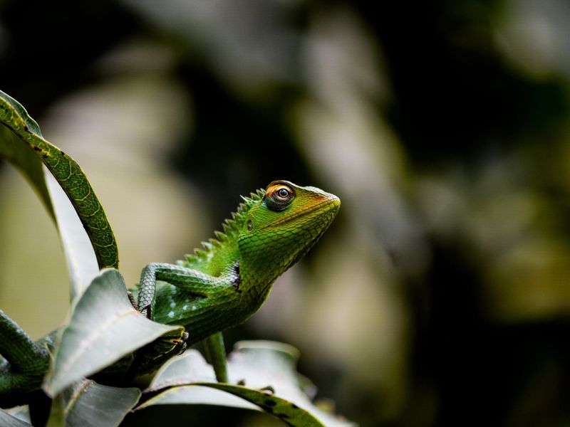 A Lizard on a Mango Tree | Smithsonian Photo Contest | Smithsonian Magazine