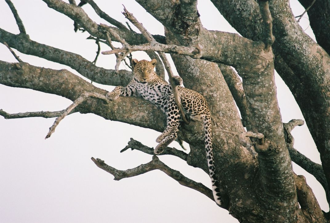 This beautiful female leopard was so camouflaged that we could have ...