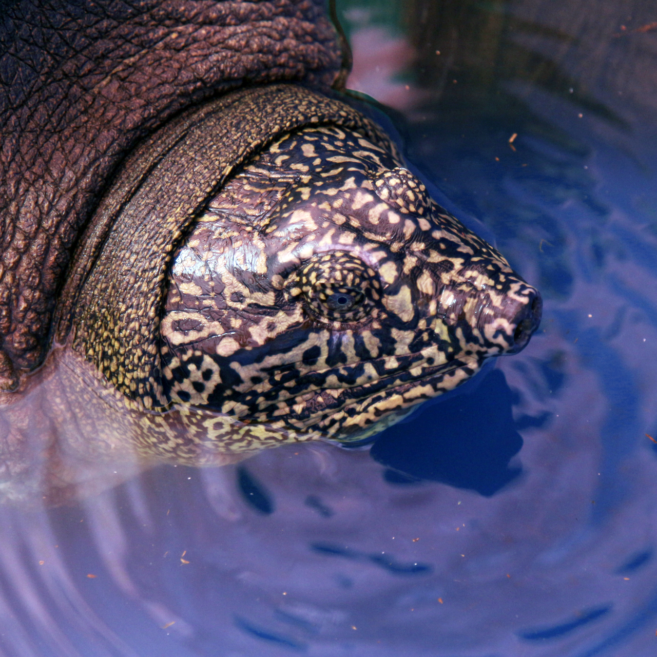 softshell turtle