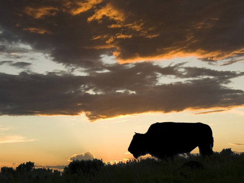 The I photographed this bison, the sky was very dull and overcast. I ...