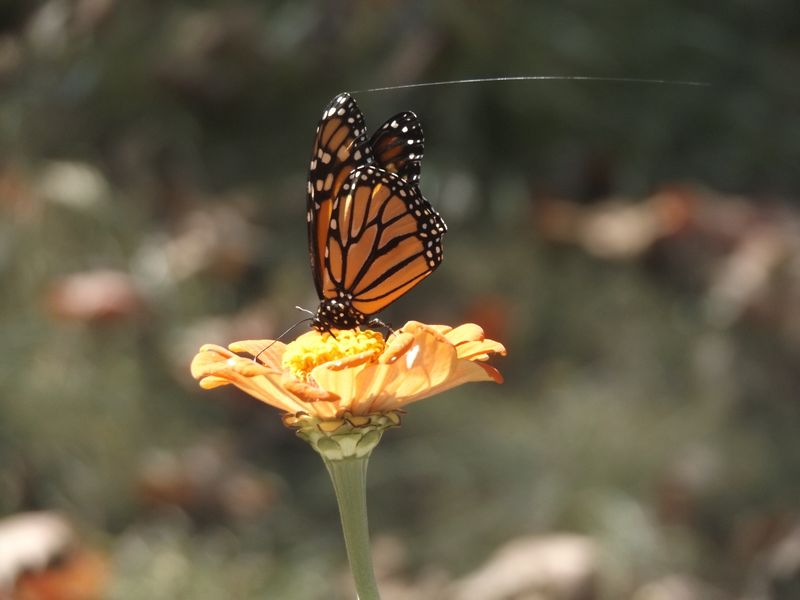 Monarch Butterfly with spider webbing on wings. | Smithsonian Photo ...