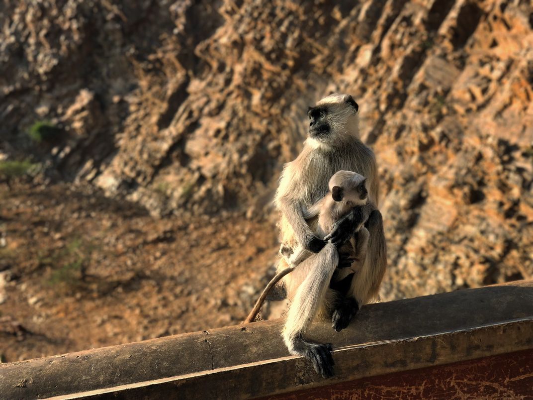 Mother and child at the monkey temple in Jaipur, India. | Smithsonian ...