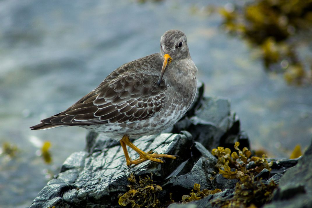 Icelandic sea bird | Smithsonian Photo Contest | Smithsonian Magazine