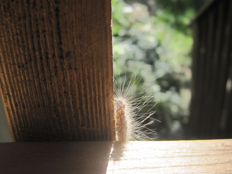 Chiaroscuro Caterpillar & Shadow | Smithsonian Photo Contest ...