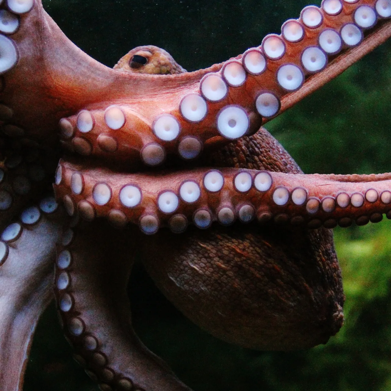 small floating octopus species