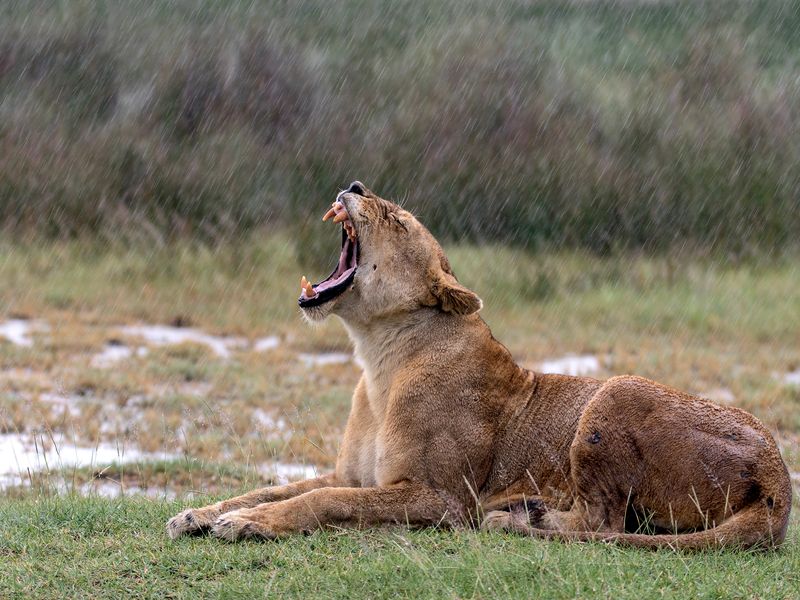 Heavy Rain And Lioness Smithsonian Photo Contest Smithsonian Magazine