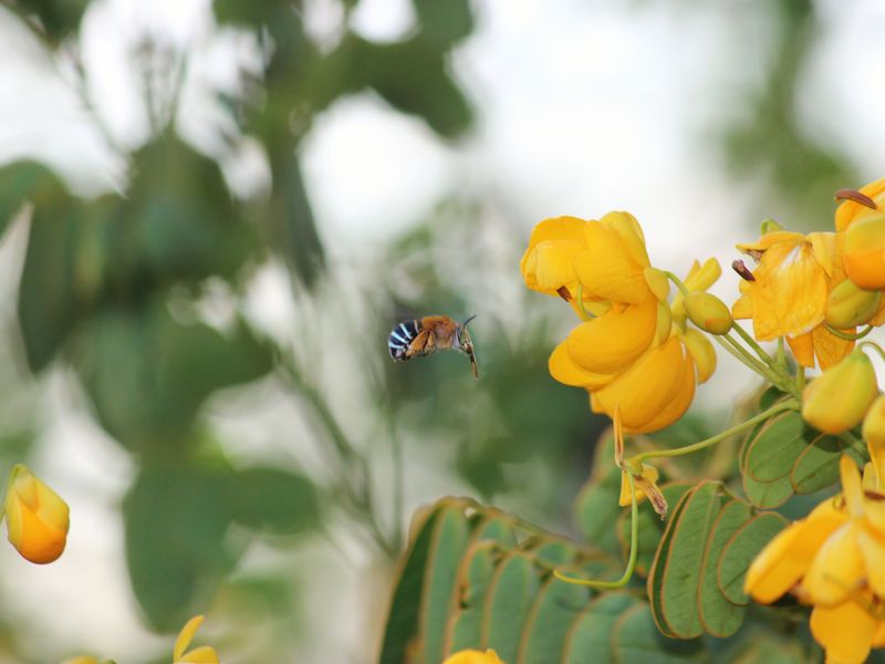 Australian native blue-banded bee | Smithsonian Photo Contest ...