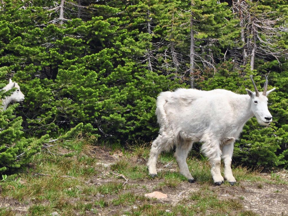 Mother and baby mountaingoats near Logan Pass, Glacier National Park ...