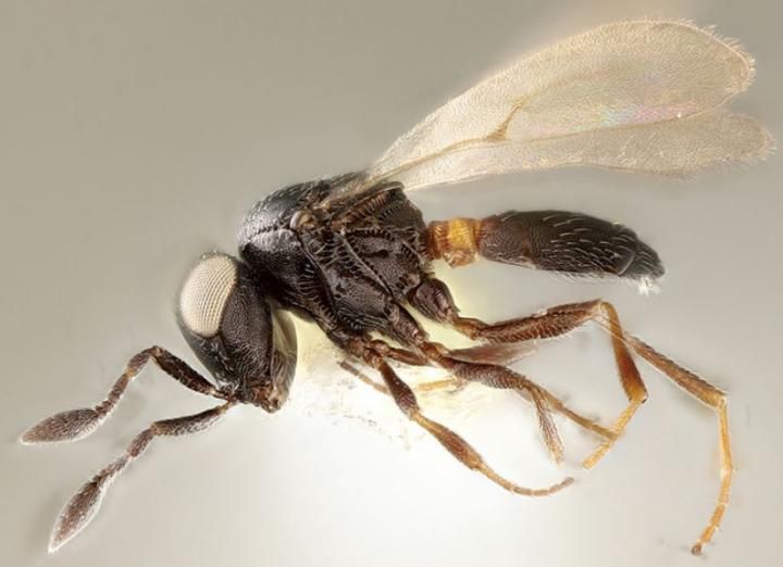 white wasp looking bug