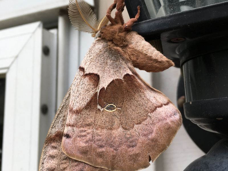 Moth | Smithsonian Photo Contest | Smithsonian Magazine