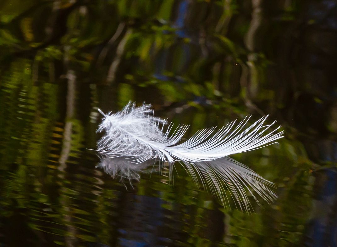 Drifting Feather on the Hillsborough River | Smithsonian Photo Contest ...