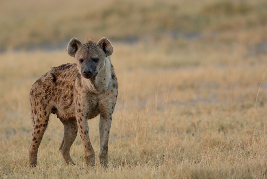 does hyena attack humans